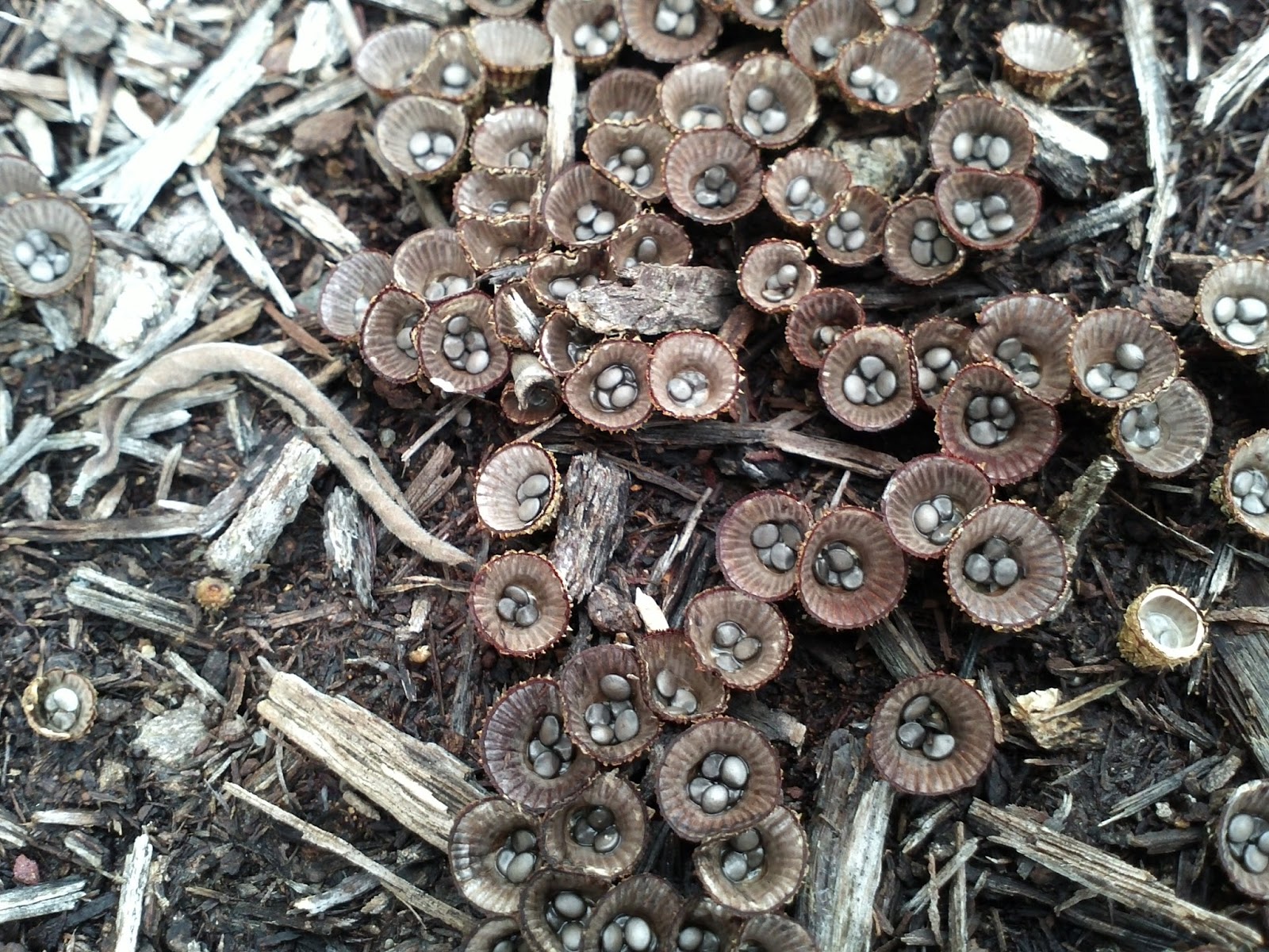 Springfield Plateau Bird s Nest Fungi springfield-plateau-bird-s-nest-fungi