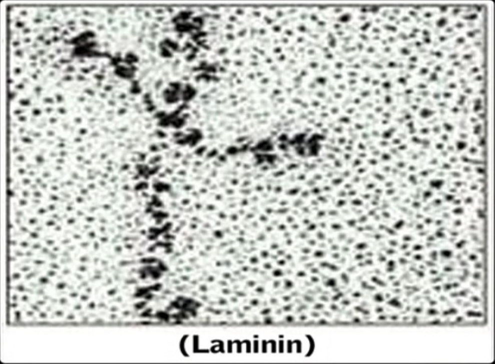 Big E Reveals: Laminin - The Cross Shaped Molecule That Holds Us Together