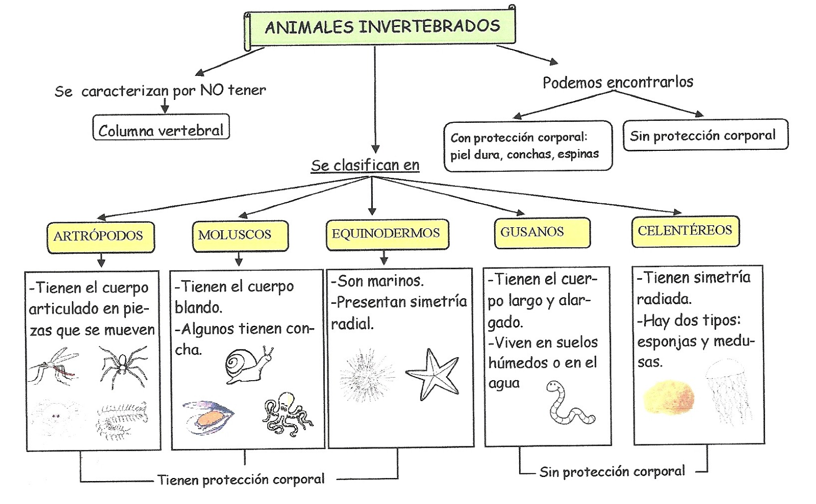 ABIERTO DE NUEVE A CUATRO: ANIMALES VERTEBRADOS E INVERTEBRADOS
