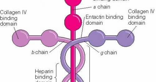 Check This Out: Laminin