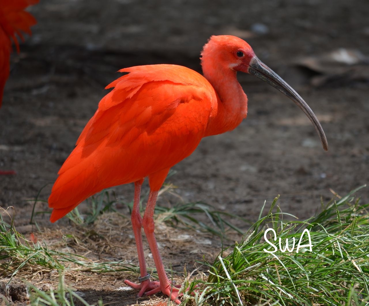 Tropical Biodiversity - Santarém - Pará - Brasil: Scarlet Ibis