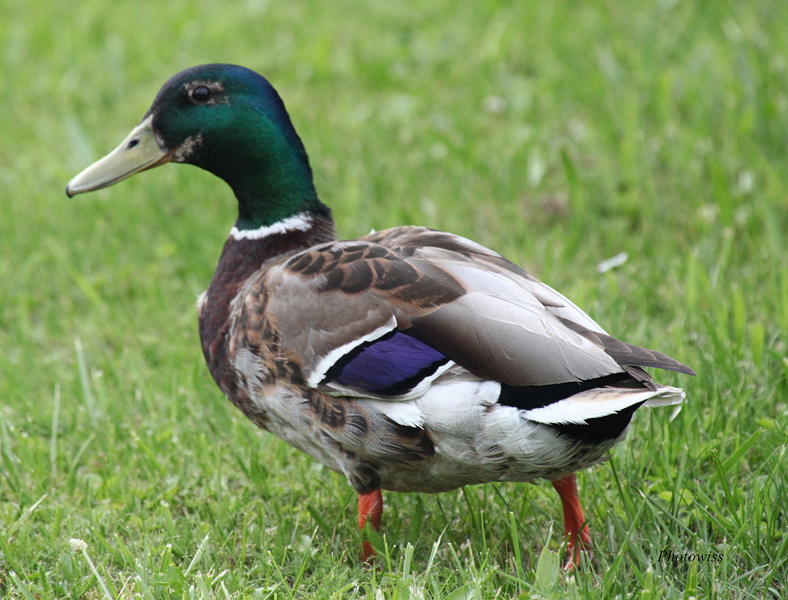 Canard Canard