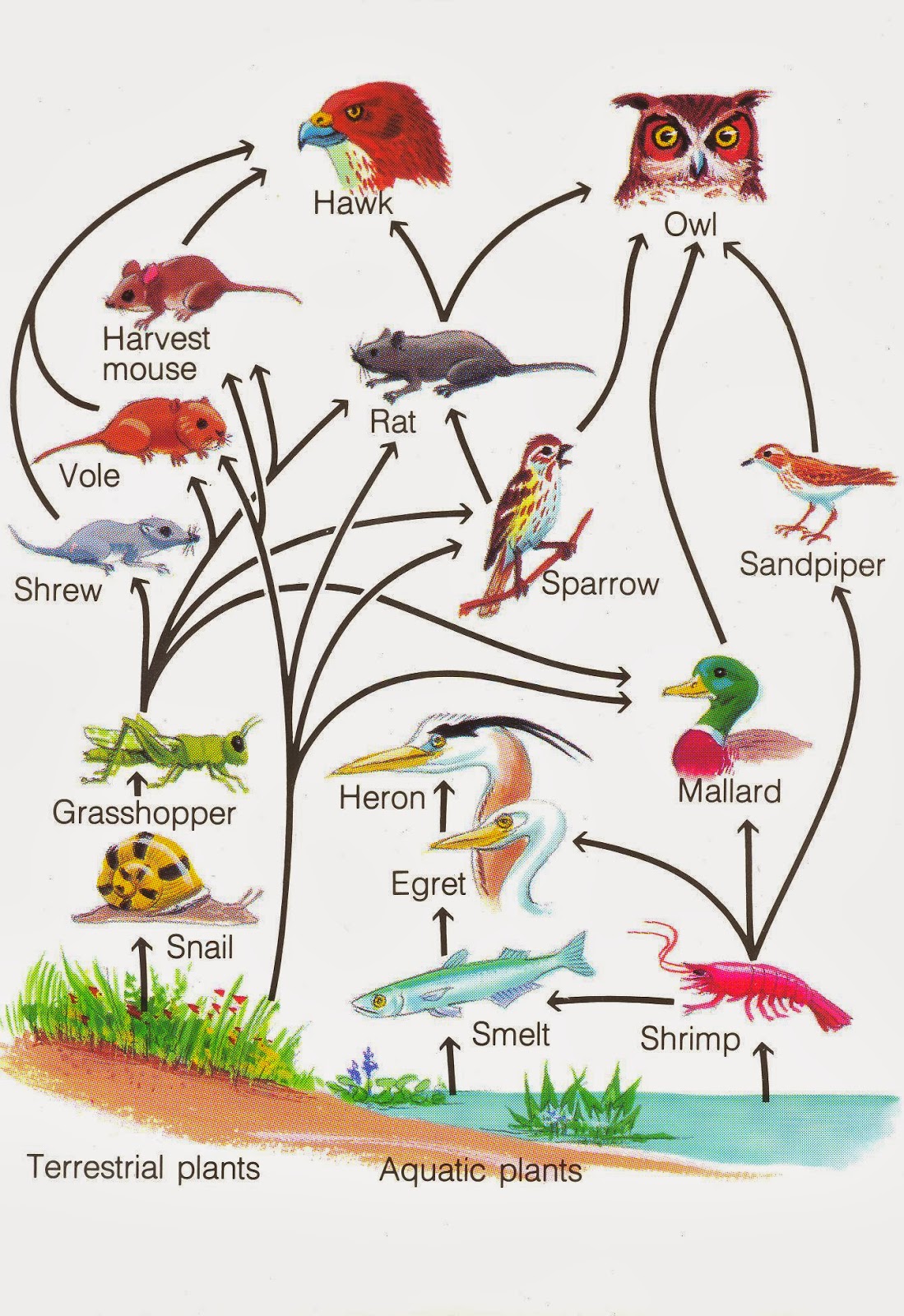 Red alimenticia - Imagui