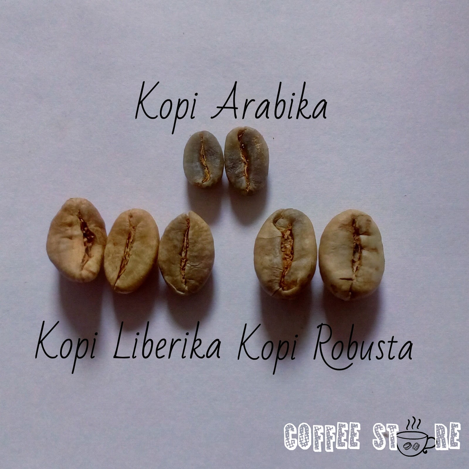 Biji Kopi Arabica Robusta: Biji kopi arabica dan robusta / kopi arabica ... Biji Kopi Arabica Robusta: Biji kopi arabica dan robusta / kopi arabica ...