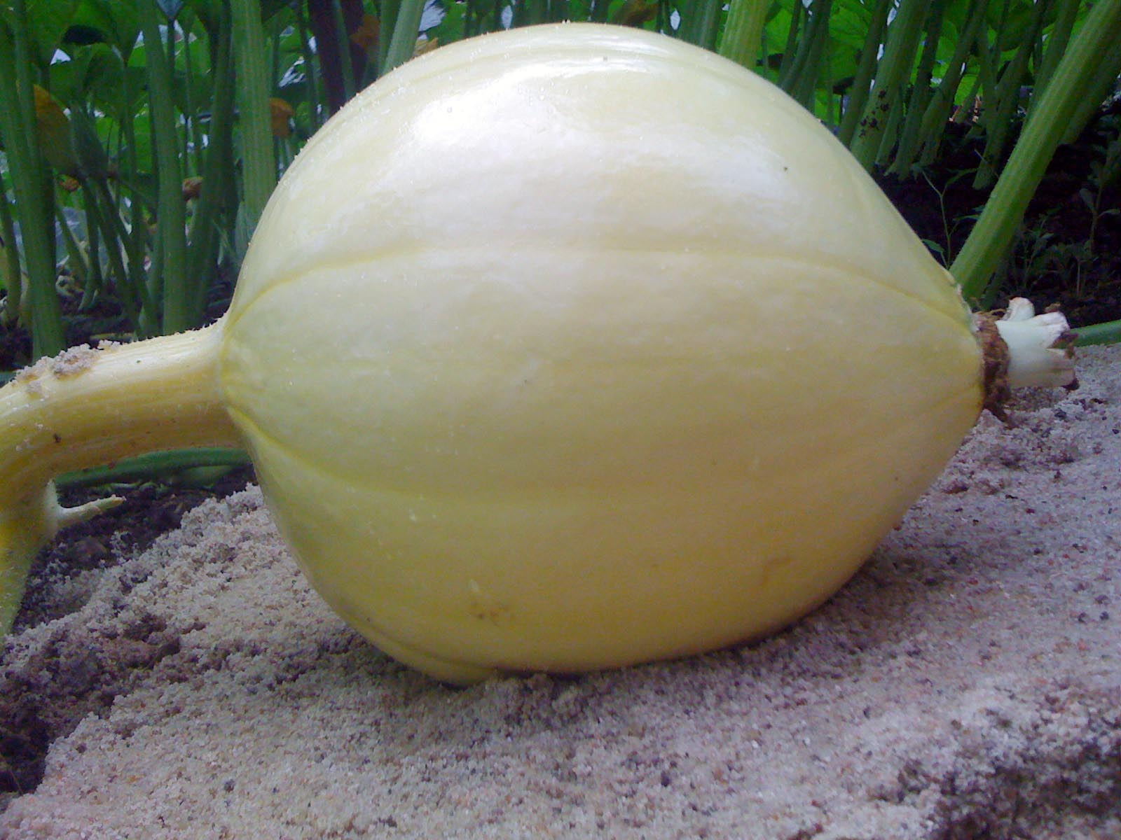Giant Pumpkin Growing Tips From The Pumpkin Man A New Personal Best giant-pumpkin-growing-tips-from-the-pumpkin-man-a-new-personal-best