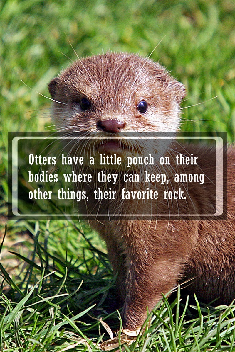 I Have Seen The Whole Of The Internet Some Delightful Animal Facts i-have-seen-the-whole-of-the-internet-some-delightful-animal-facts