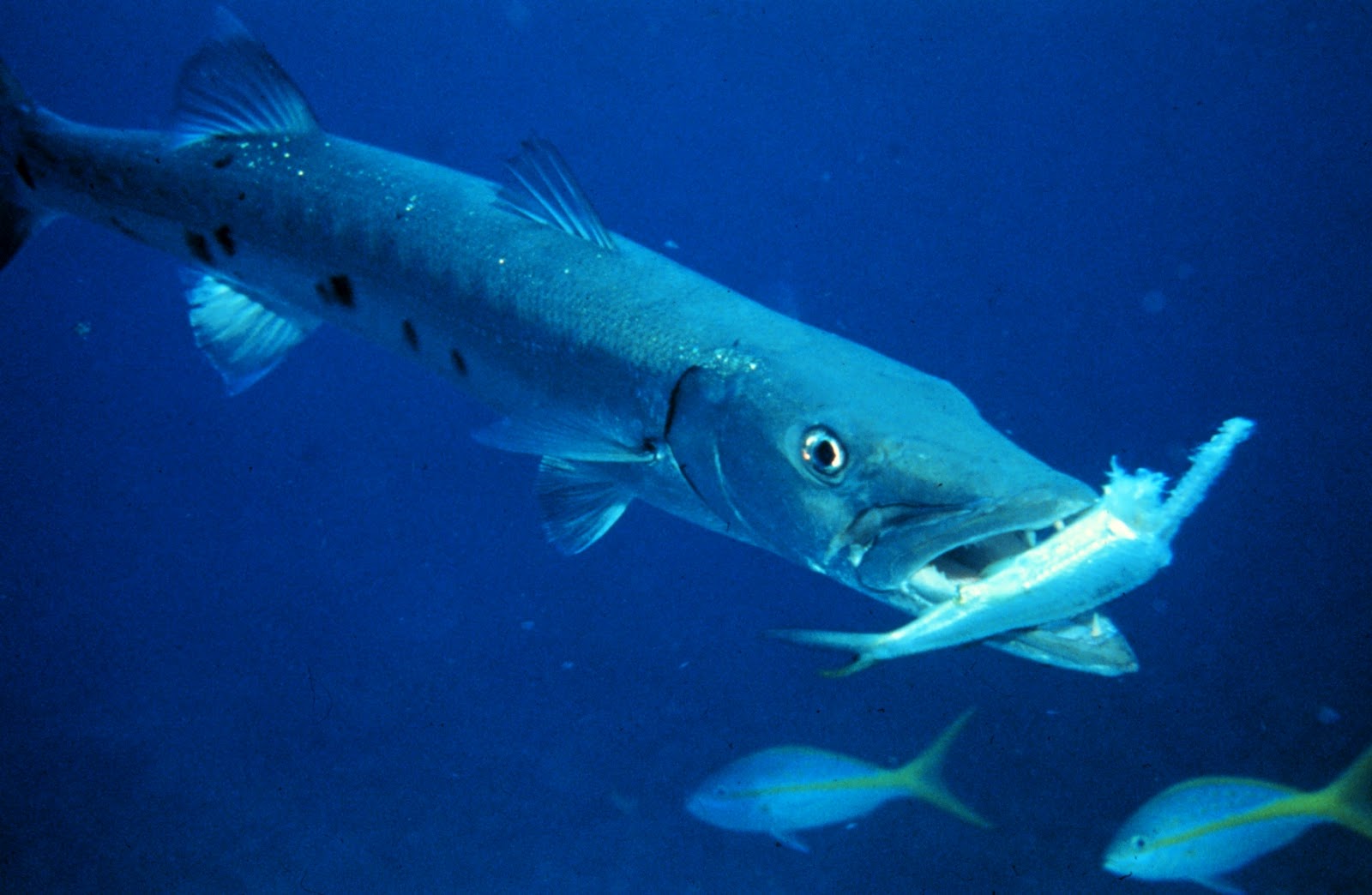 Barracuda | The Biggest Animals Kingdom Barracuda | The Biggest Animals Kingdom