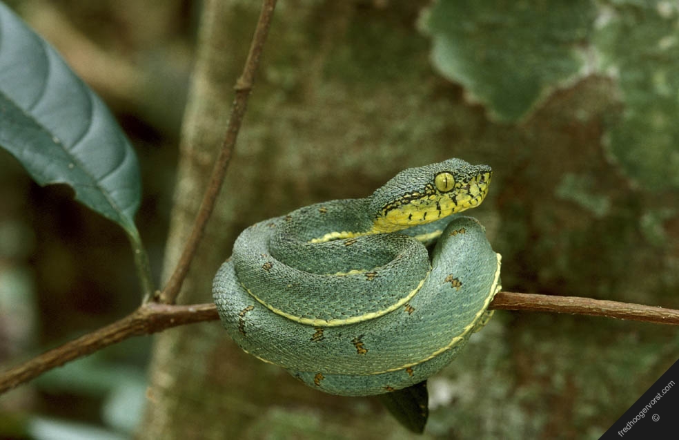 Snakes Snakes In The Rainforest snakes-snakes-in-the-rainforest