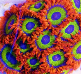 Zoanthus Mania: Fruit Loop Zoas