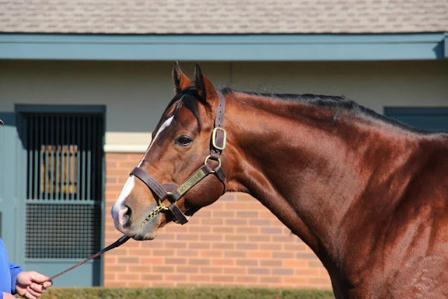 Past the Grandstand: Stallion Feature: Discreet Cat Past the Grandstand: Stallion Feature: Discreet Cat