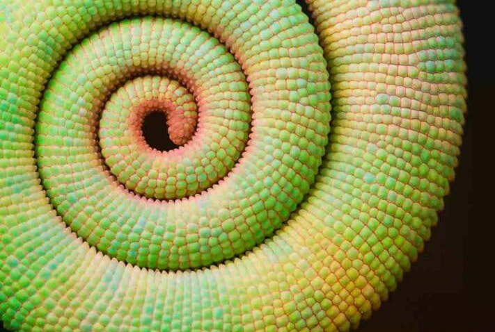 25 Stunning Examples Of Geometrical Order In Nature 25 Stunning Examples Of Geometrical Order In Nature