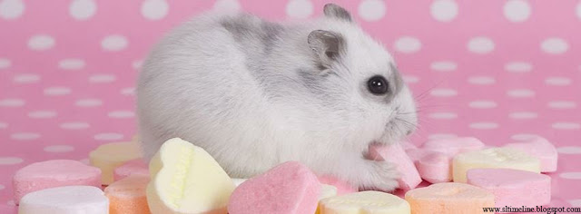 Hamster Facebook Timeline Cover FB Pictures hamster-facebook-timeline-cover-fb-pictures