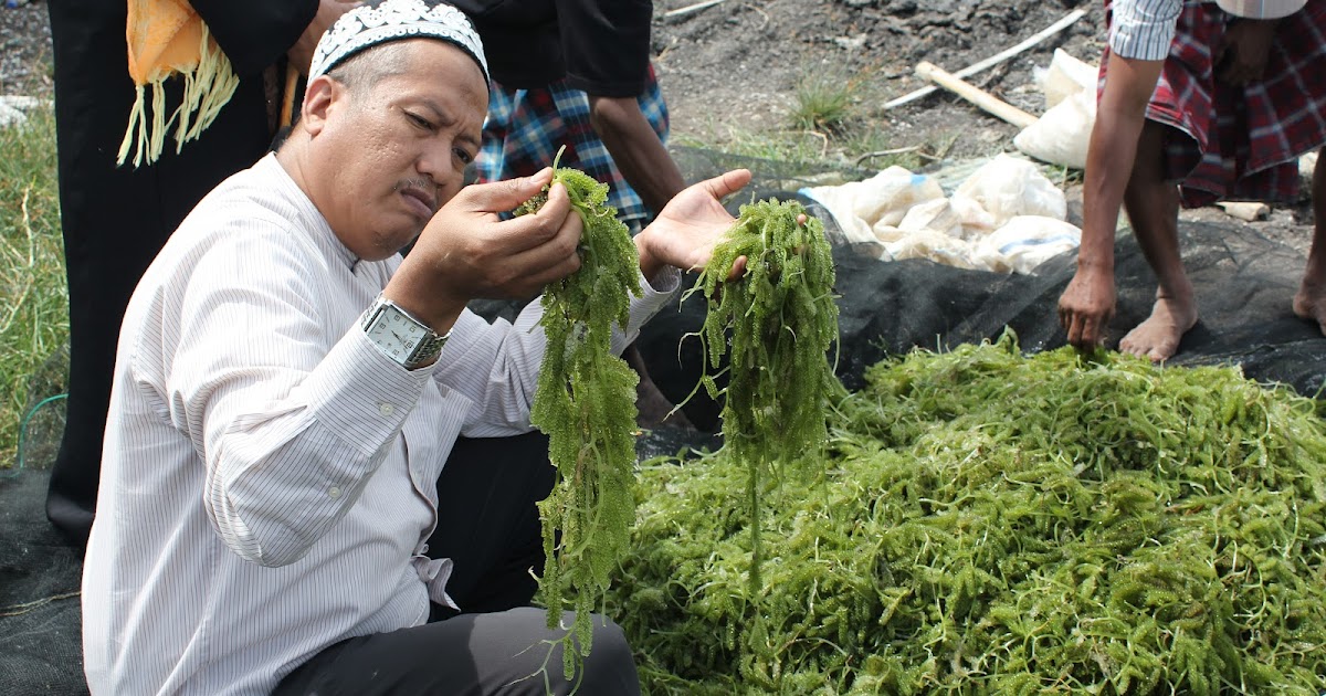 Indonesia budidaya Lawi Lawi (Caulerpa sp) , Global Ikhwan Malayasia ... Indonesia budidaya Lawi Lawi (Caulerpa sp) , Global Ikhwan Malayasia ...