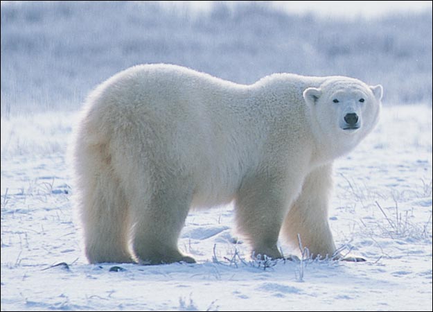 The Polar Bear | Amazing Animal Informative Facts | WildLife Of World