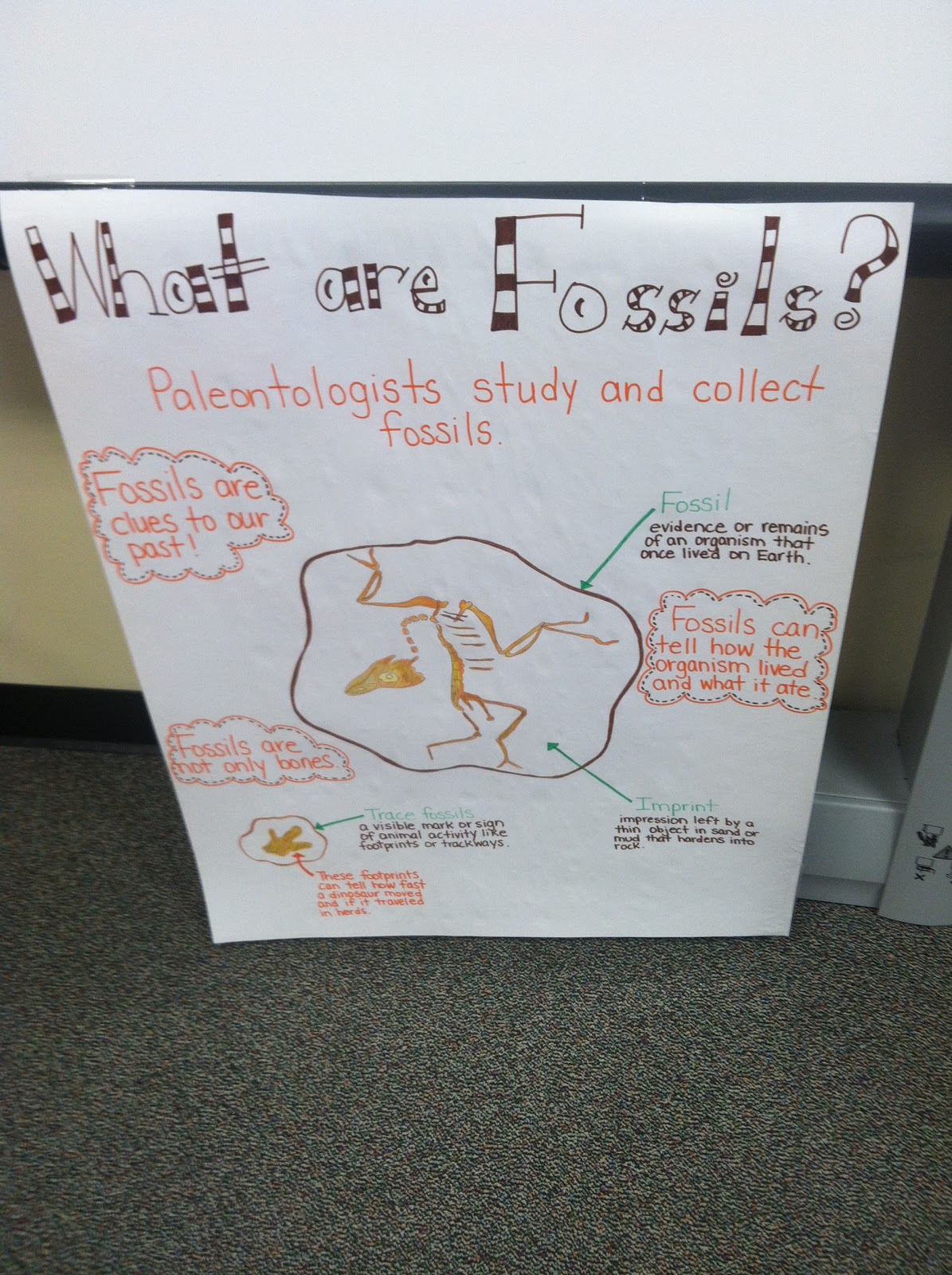 Fossils Anchor Chart at Carol Godsey blog