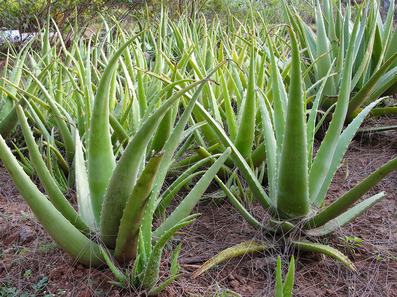 Babosa (Aloe arborensis e a Aloe barbadensis Miller)