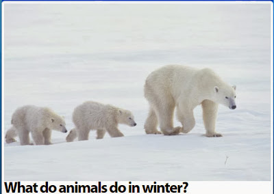 Animals in Winter: Hibernation, Migration, Adaptation