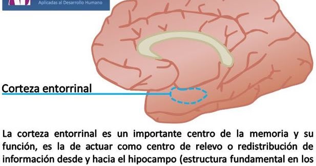 Neurociencia y Plasticidad Cerebral: La corteza entorrinal