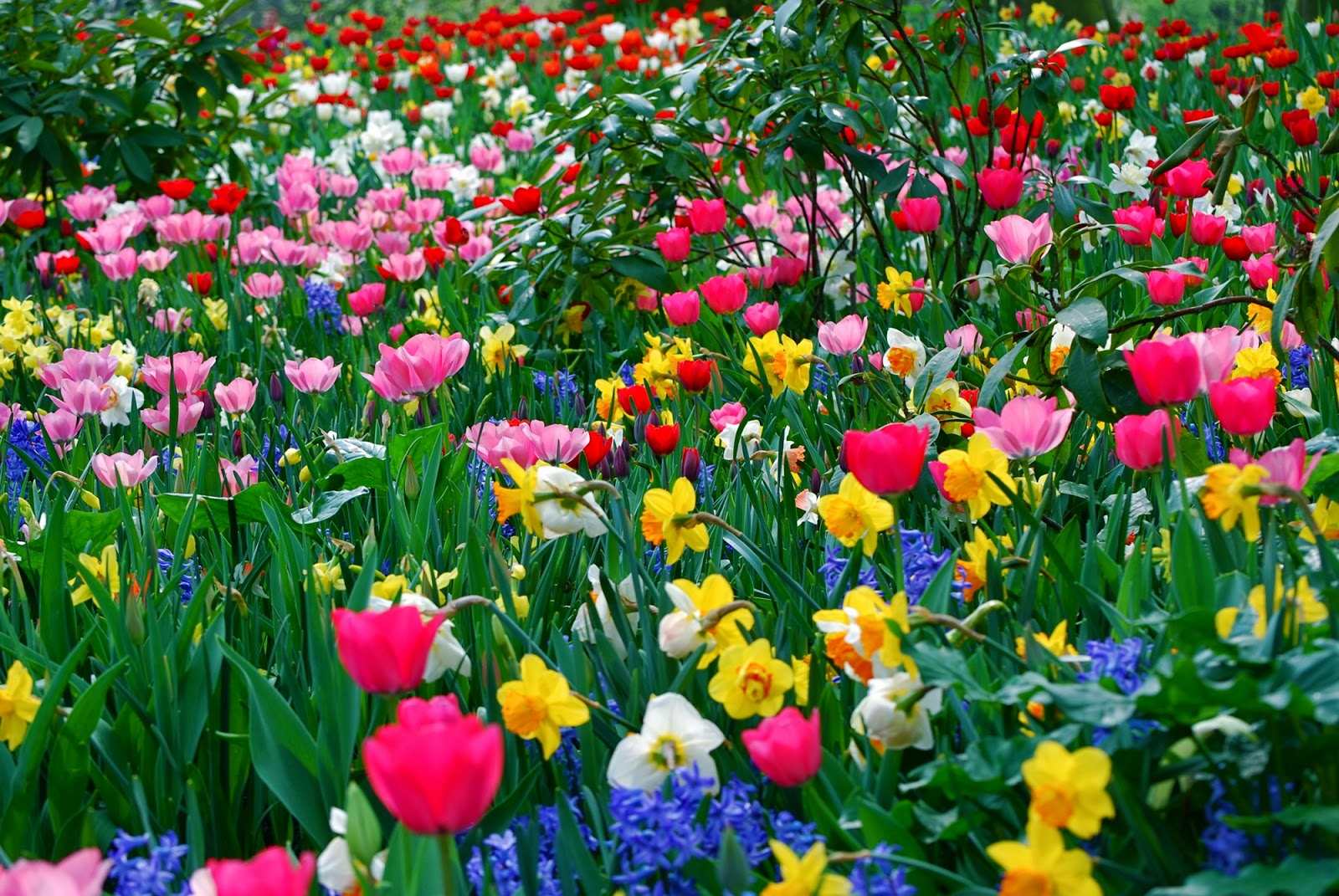 Blog do Edu Ambiental: Primavera Blog do Edu Ambiental: Primavera