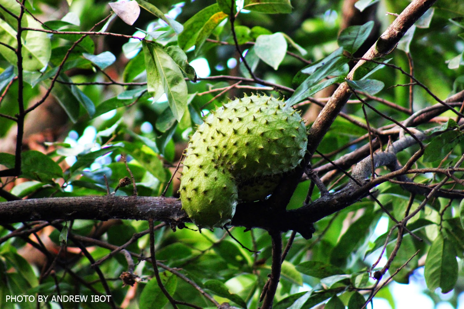 Ako si ANDREW IBOT!: Guyabano (Sour Sop)