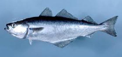 Ipanema Pitanga: Filé de Polaca do Alasca Assado