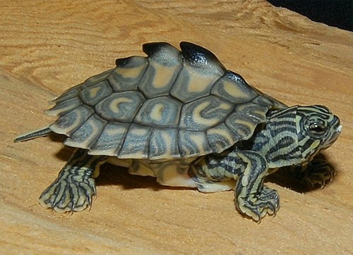 Southern Map Turtle