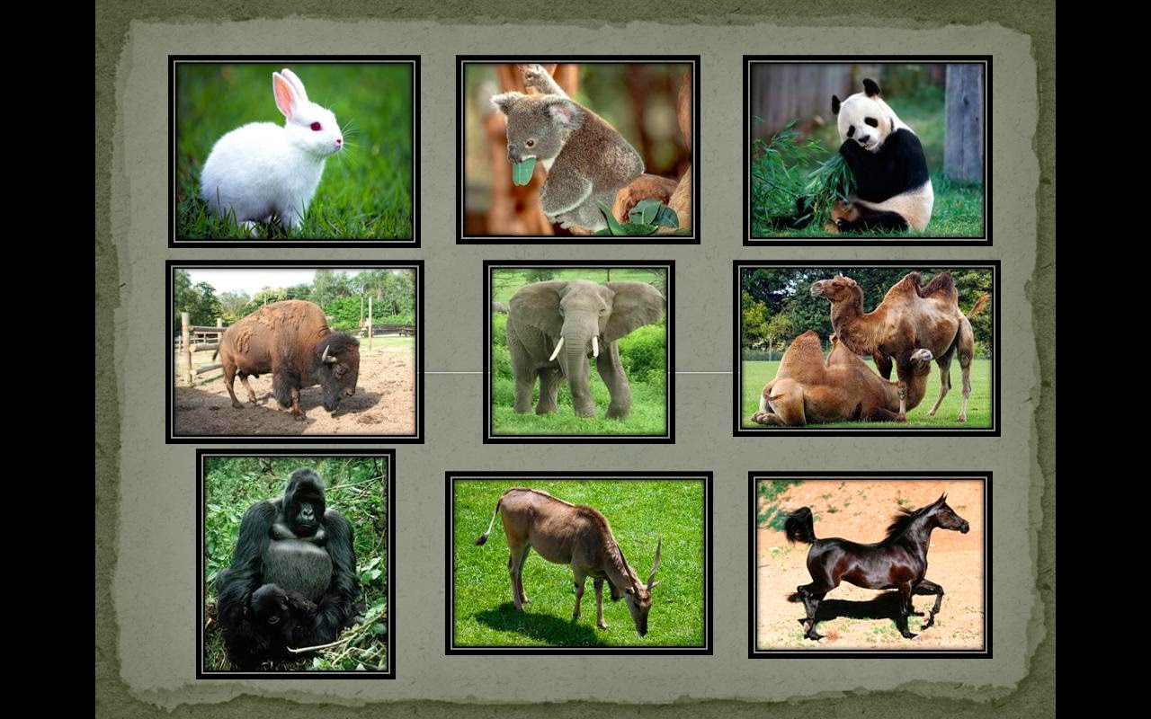 LOS ANIMALES: Animales Herbivoros