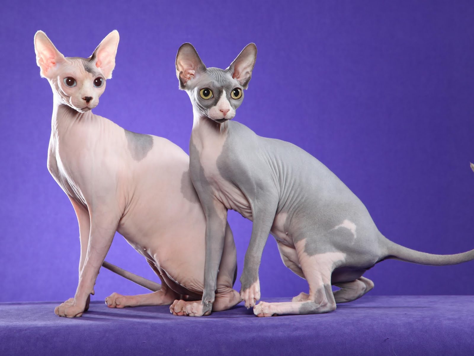 Sphynx Cat Photos sphynx-cat-photos