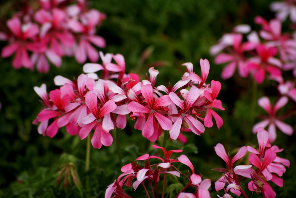 A photo, A thought............: Plant: Geraniums.....a feast of colors