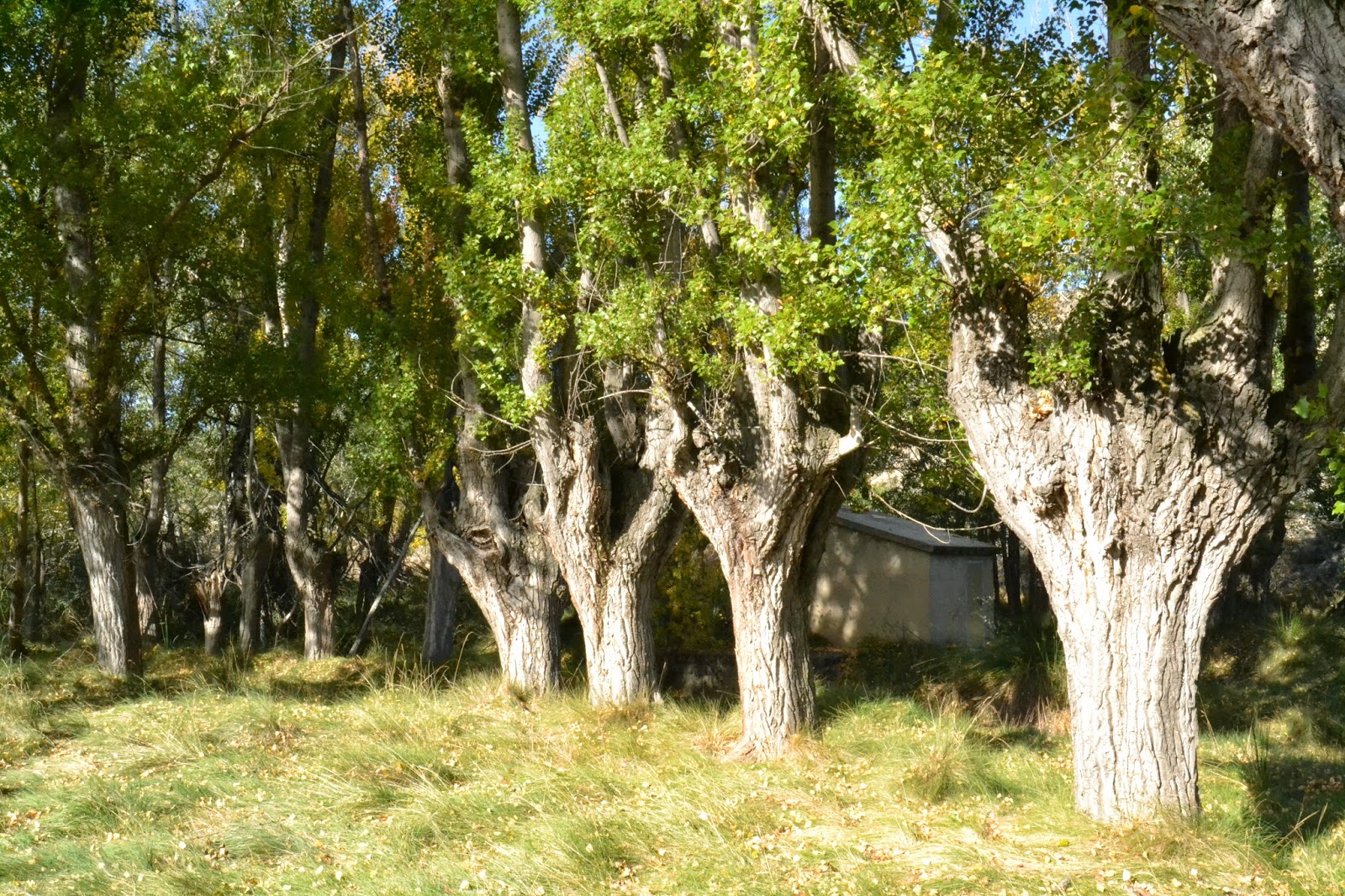 Anotaciones de un naturalista despistado: Un árbol turolense... ¿Árbol ... Anotaciones de un naturalista despistado: Un árbol turolense... ¿Árbol ...
