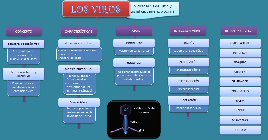 Esquemas, diagramas, gráficos y mapas conceptuales.: Los Virus