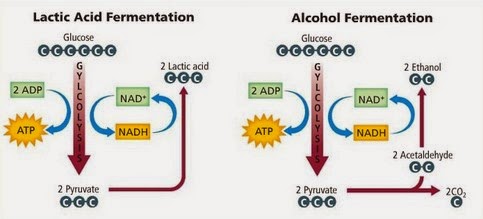 Proses Fermentasi Alkohol dan Asam Laktat - Akkang Yacob