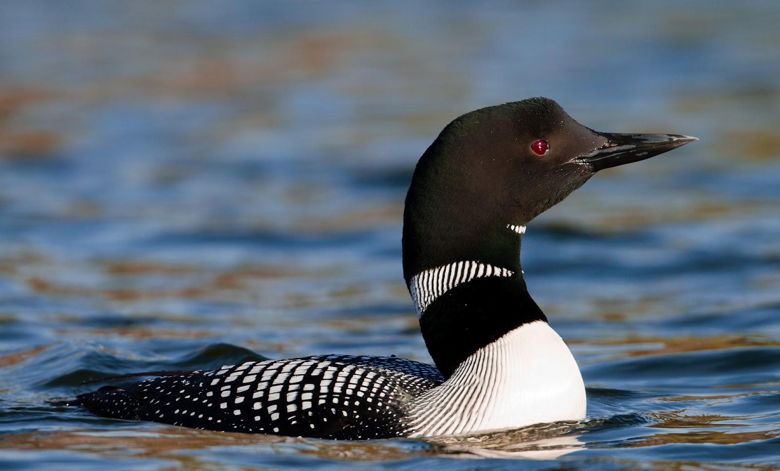 AK Imagery Blog Common Loon And Lightroom 4 Goodness ak-imagery-blog-common-loon-and-lightroom-4-goodness