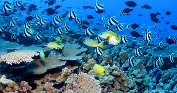 Where Do Plants And Animals Live?: What is an ocean habitat?