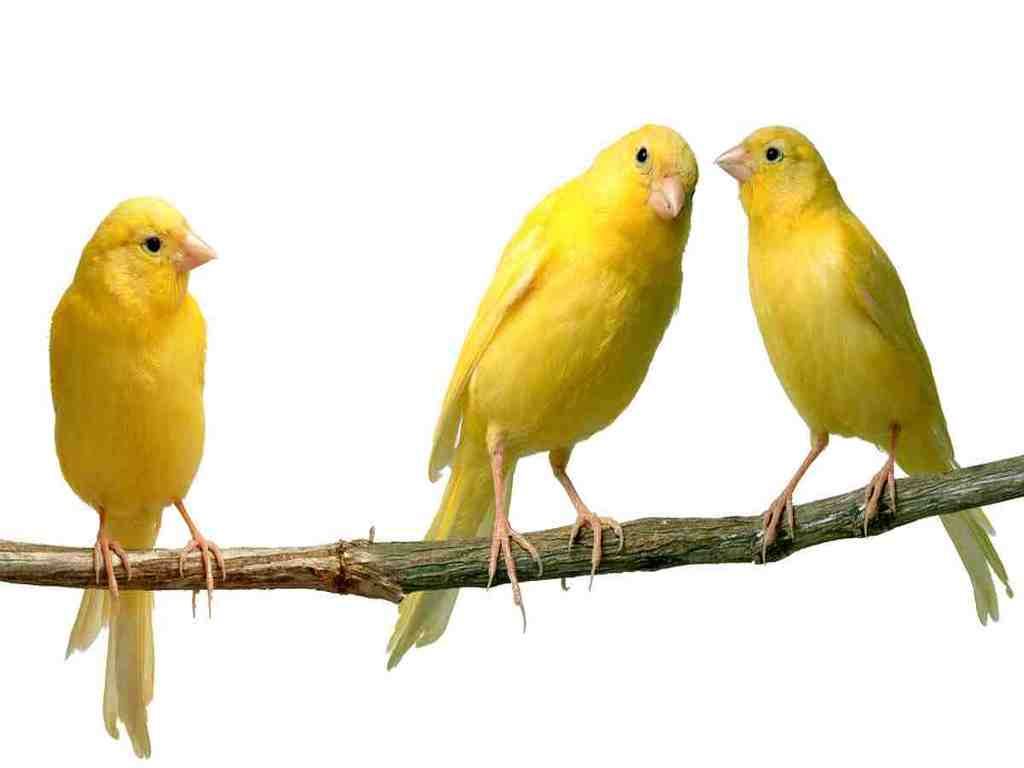 LOVE BIRDS love-birds