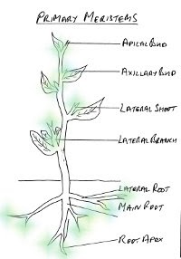 My Broken Garden: Primary Growth Points (Meristems) Of A Plant
