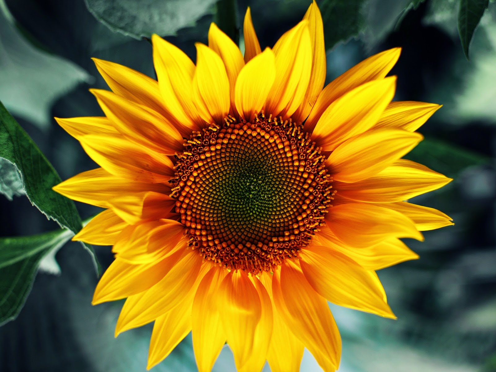 Flower Picturess Flower Pictures flower-picturess-flower-pictures