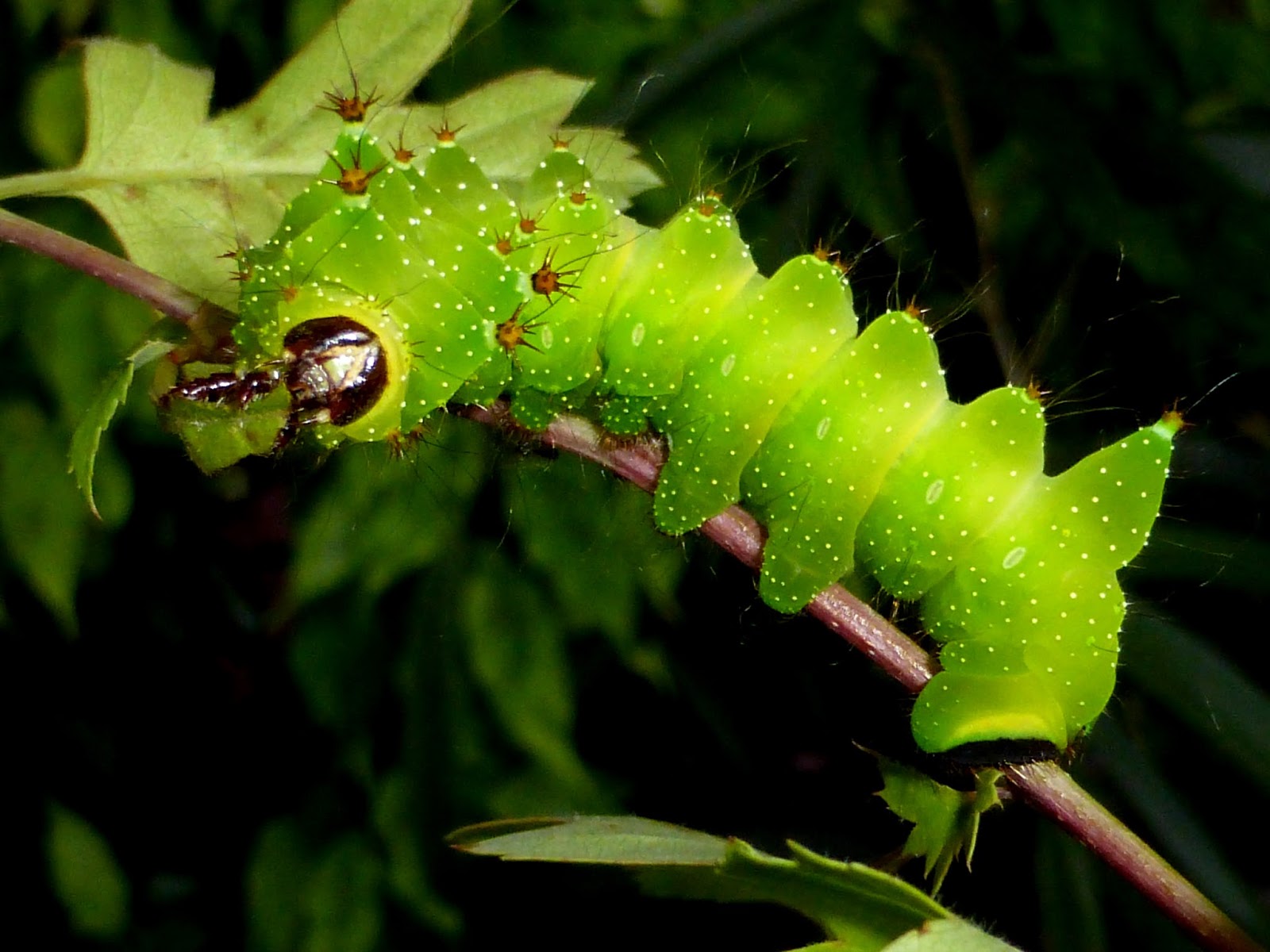 Silkmoths and more: Actias isis Silkmoths and more: Actias isis