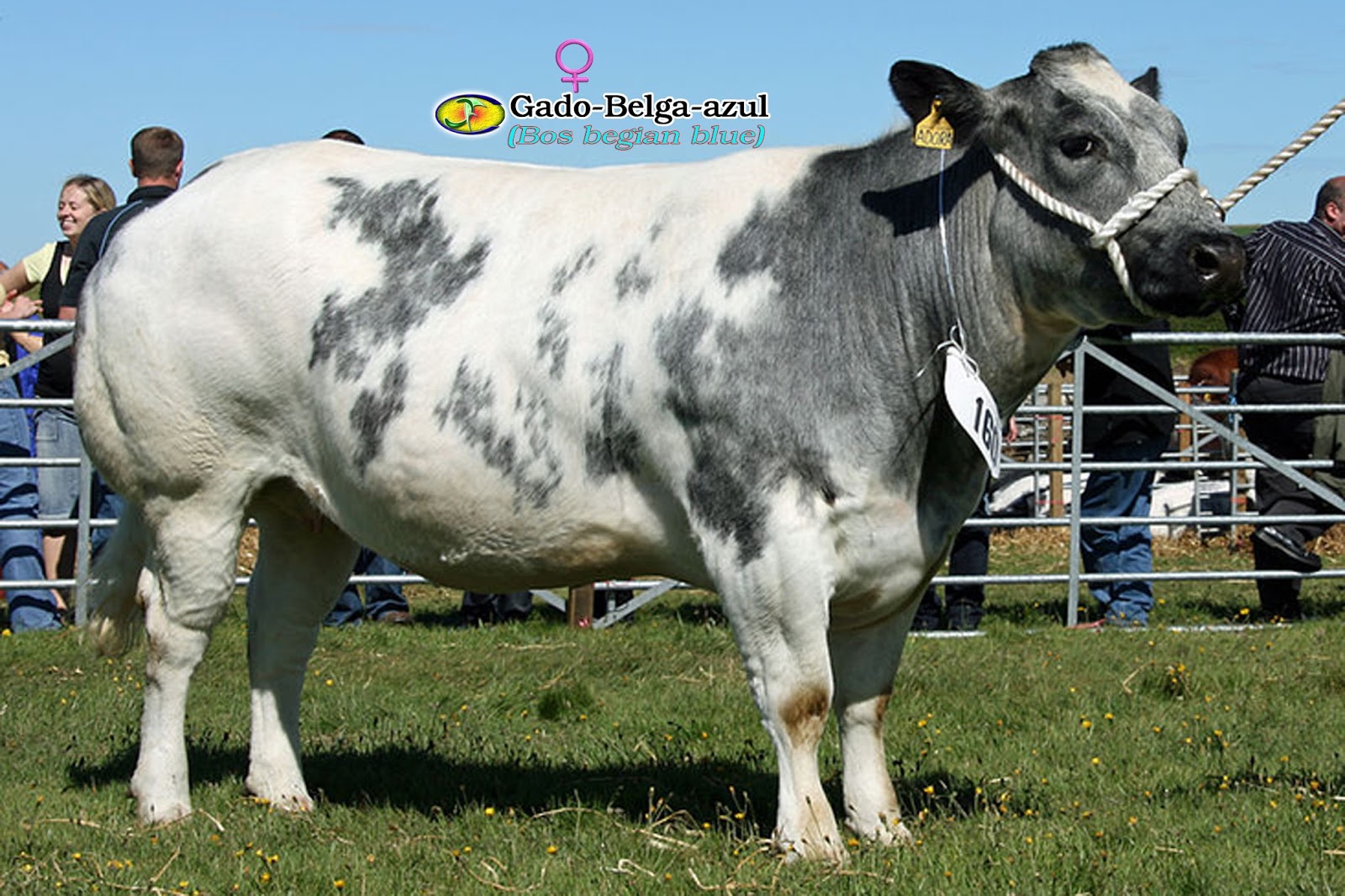 Zoologia: Gado-belga-azul (Bos belgian blue)