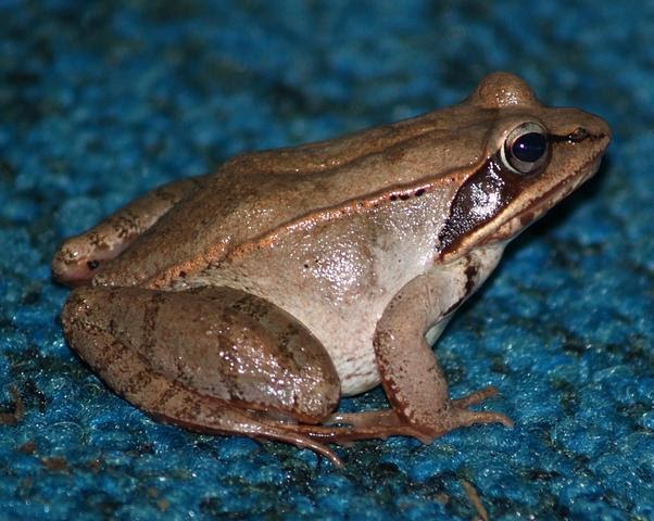 Compañeros de viaje: Rana del bosque (Rana sylvatica)