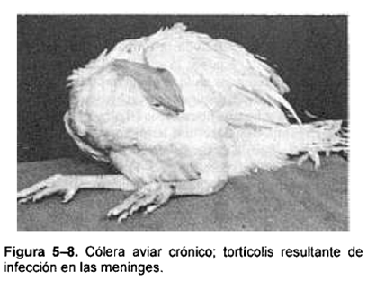 manuel quintero: Cólera Aviar