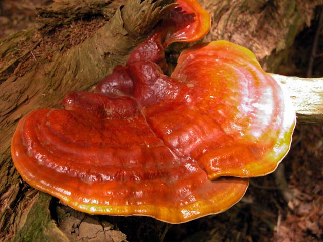 Гриб «Ганодерма» (Ganoderma lucidum)