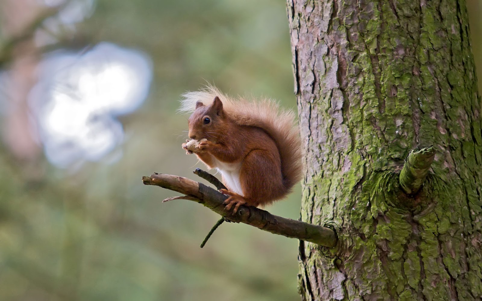 Squirrel Wallpapers | Fun Animals Wiki, Videos, Pictures, Stories Squirrel Wallpapers | Fun Animals Wiki, Videos, Pictures, Stories