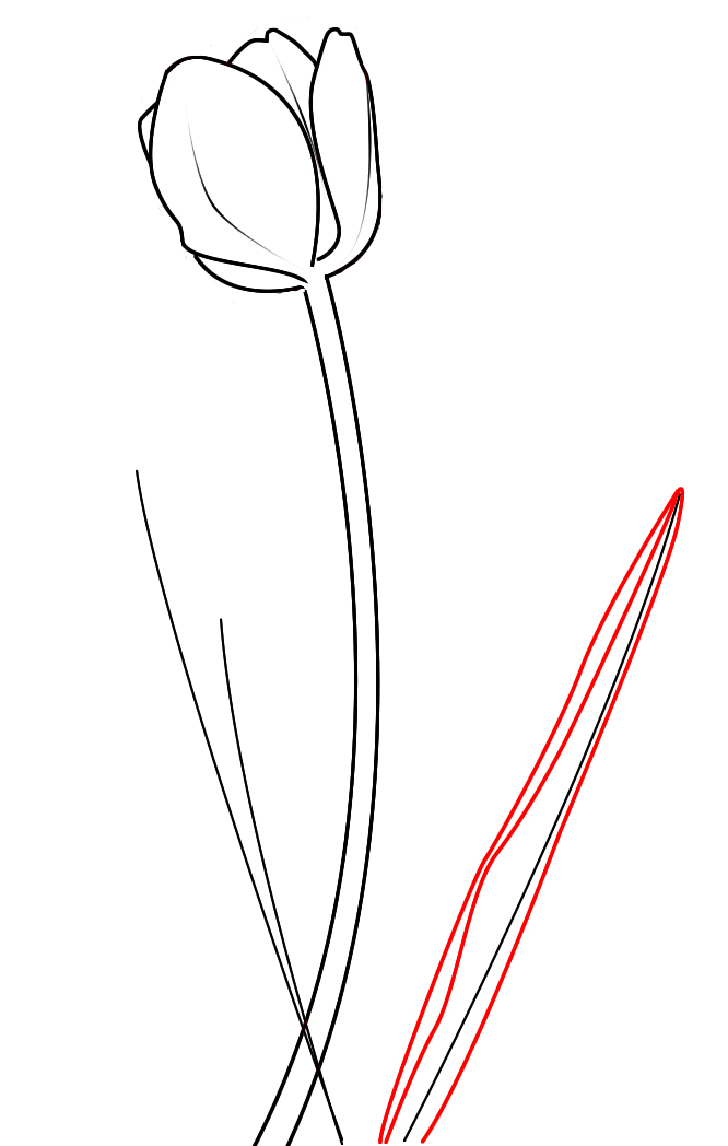 How To Draw A Tulip Draw Central how-to-draw-a-tulip-draw-central