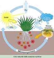 CICLOS BIOGEOQUIMICOS: CICLO DEL CALCIO
