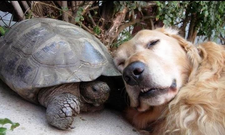 Syber Sam: Sonnet XVII By Pablo Neruda