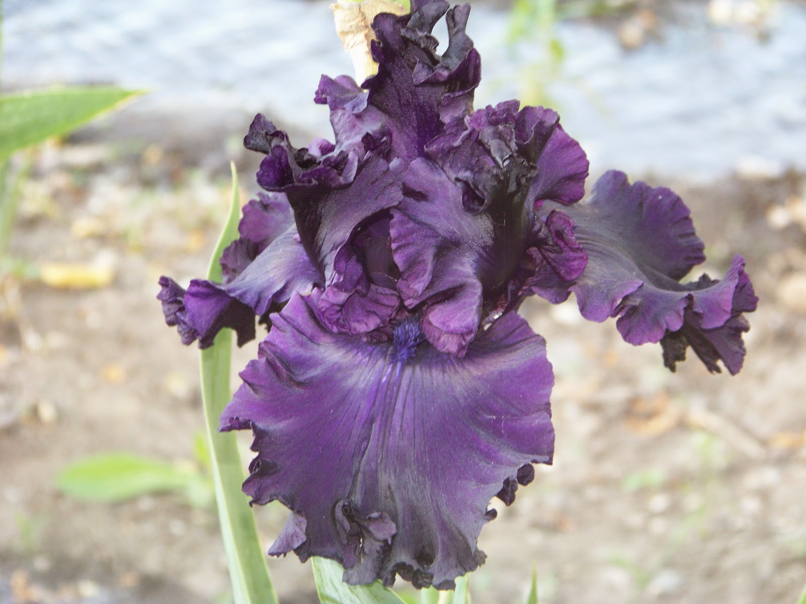 World of Irises: TALL BEARDED IRIS, MY FAVORITE "BLACK" IRISES