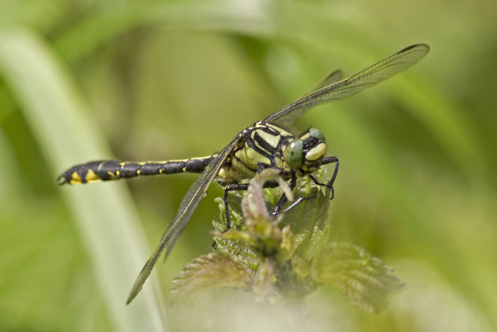 Amazing Dragonfly Insect - Dragonfly Facts, Images, Information ...