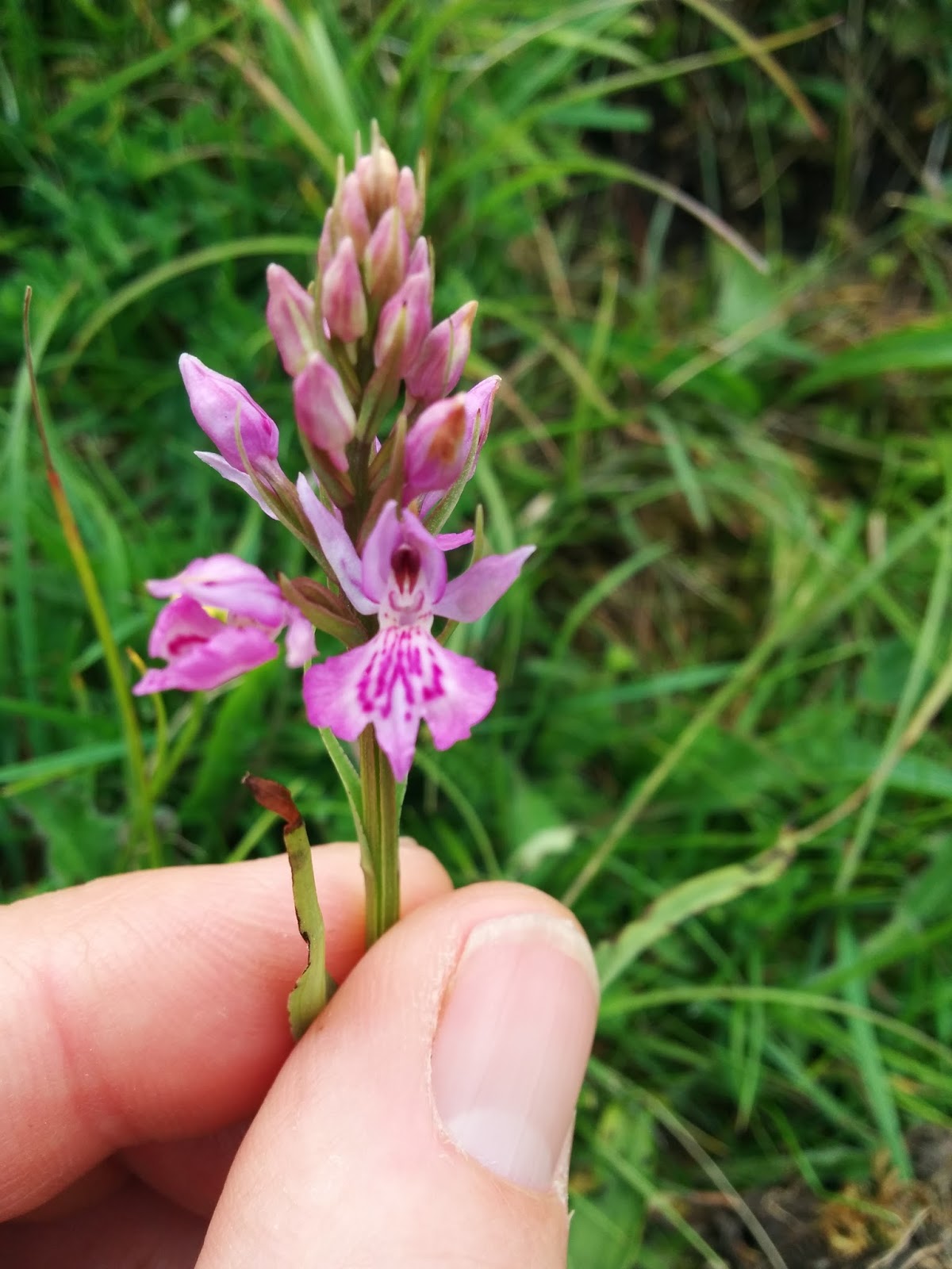 Wild Life: Common Spotted-Orchid Wild Life: Common Spotted-Orchid