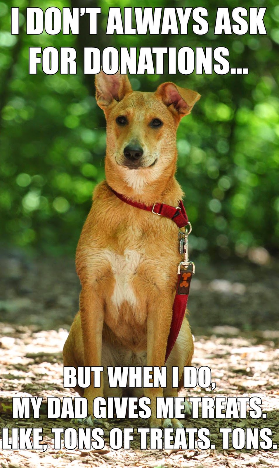 Fundraising Meme Kenzie The Fuzzbucket fundraising-meme-kenzie-the-fuzzbucket